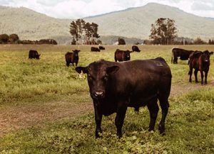 Eel River Organic Beef | Grass-Fed, Grass-Finished California Beef Eel River Organic Beef ...